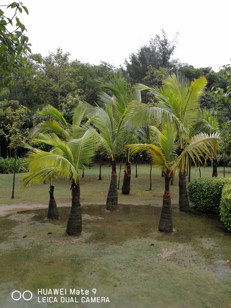 华为(huawei)Mate 9（MHA-AL00/4GB RAM/全网通） 样张图-ZOL中关村在线