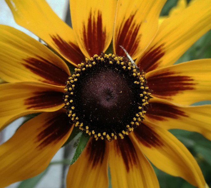 华为(huawei)Mate 9（MHA-AL00/4GB RAM/全网通） 样张图-ZOL中关村在线