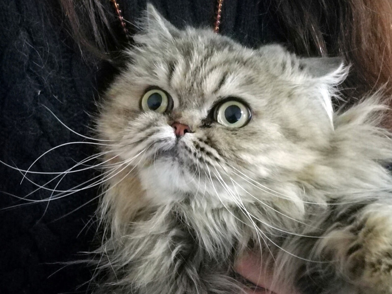 华为(huawei)Mate 9（MHA-AL00/4GB RAM/全网通） 样张图-ZOL中关村在线